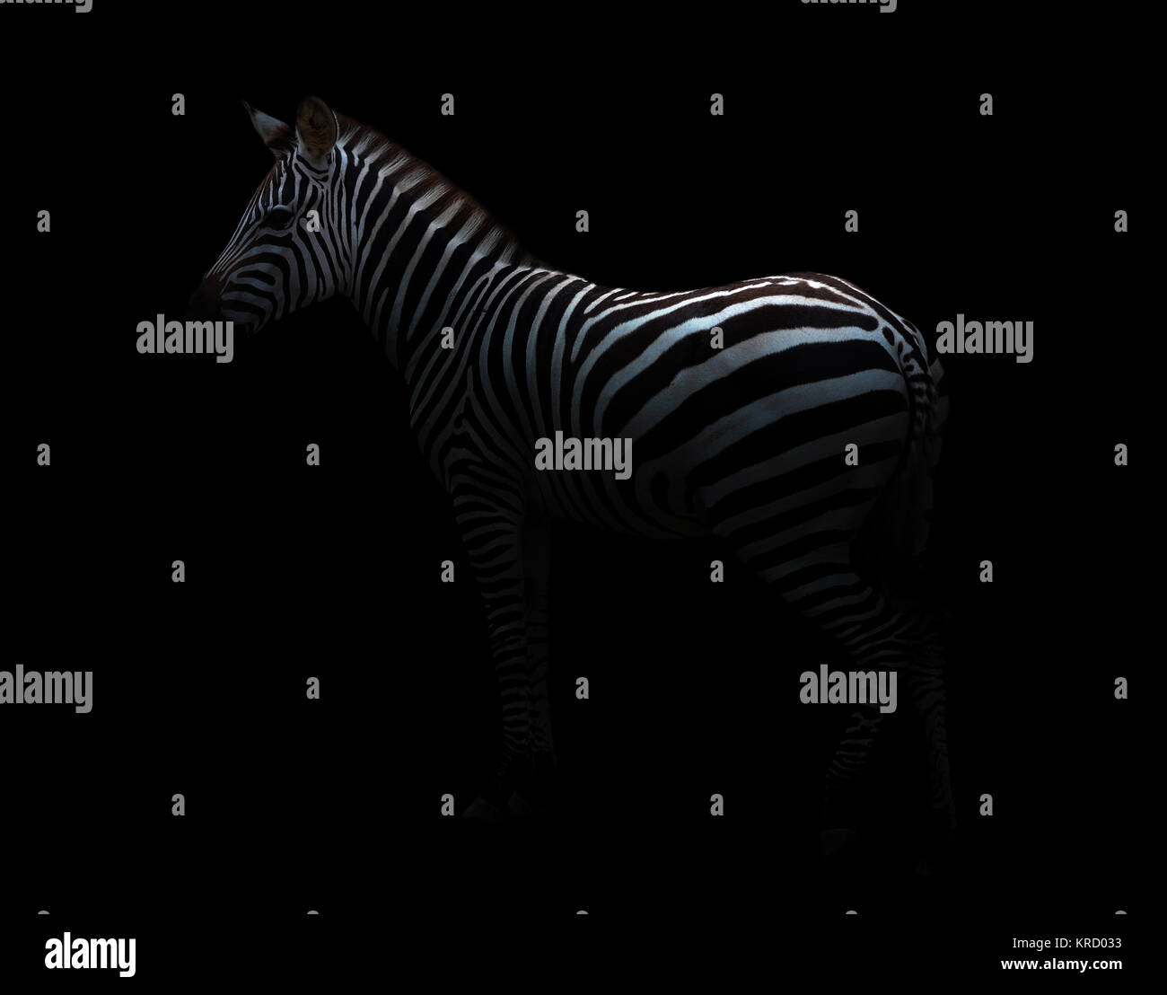 zebra in the dark Stock Photo - Alamy