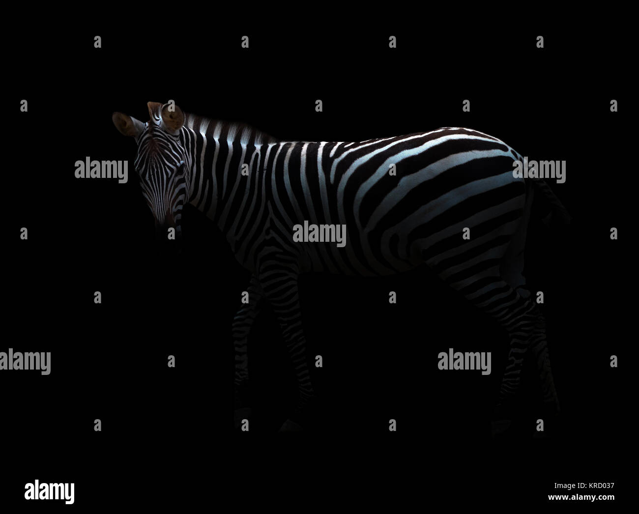zebra in the dark Stock Photo - Alamy