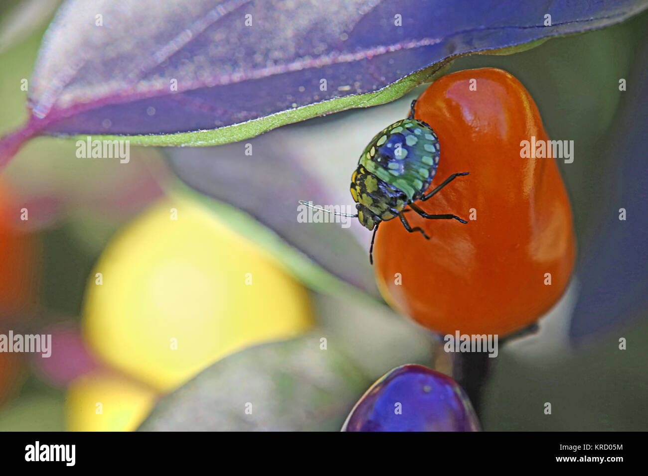 nymph of green stink bug nezara viridula on red pepper Stock Photo - Alamy