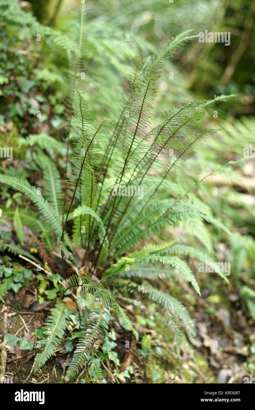 Blechnum spicant (Hard Fern Stock Photo - Alamy