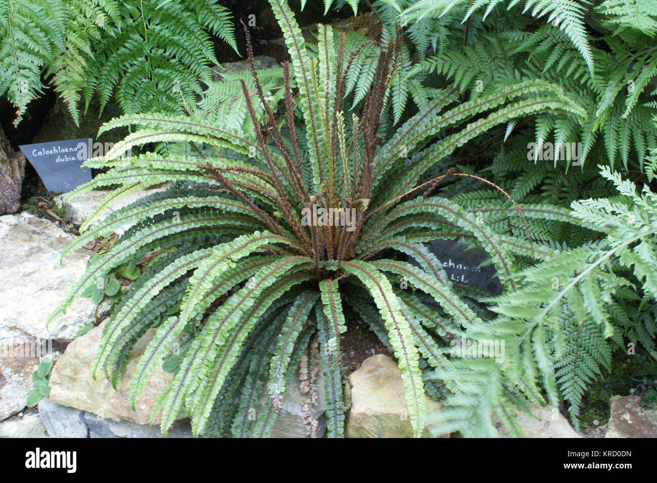 Castell pictwn hi-res stock photography and images - Alamy