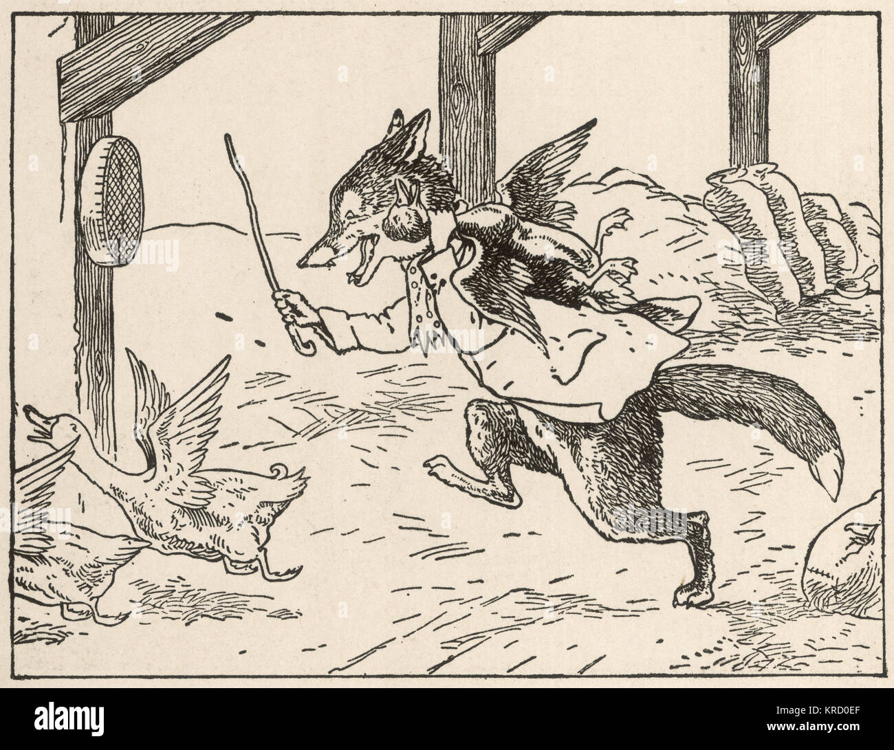 Fox goose hi-res stock photography and images - Alamy