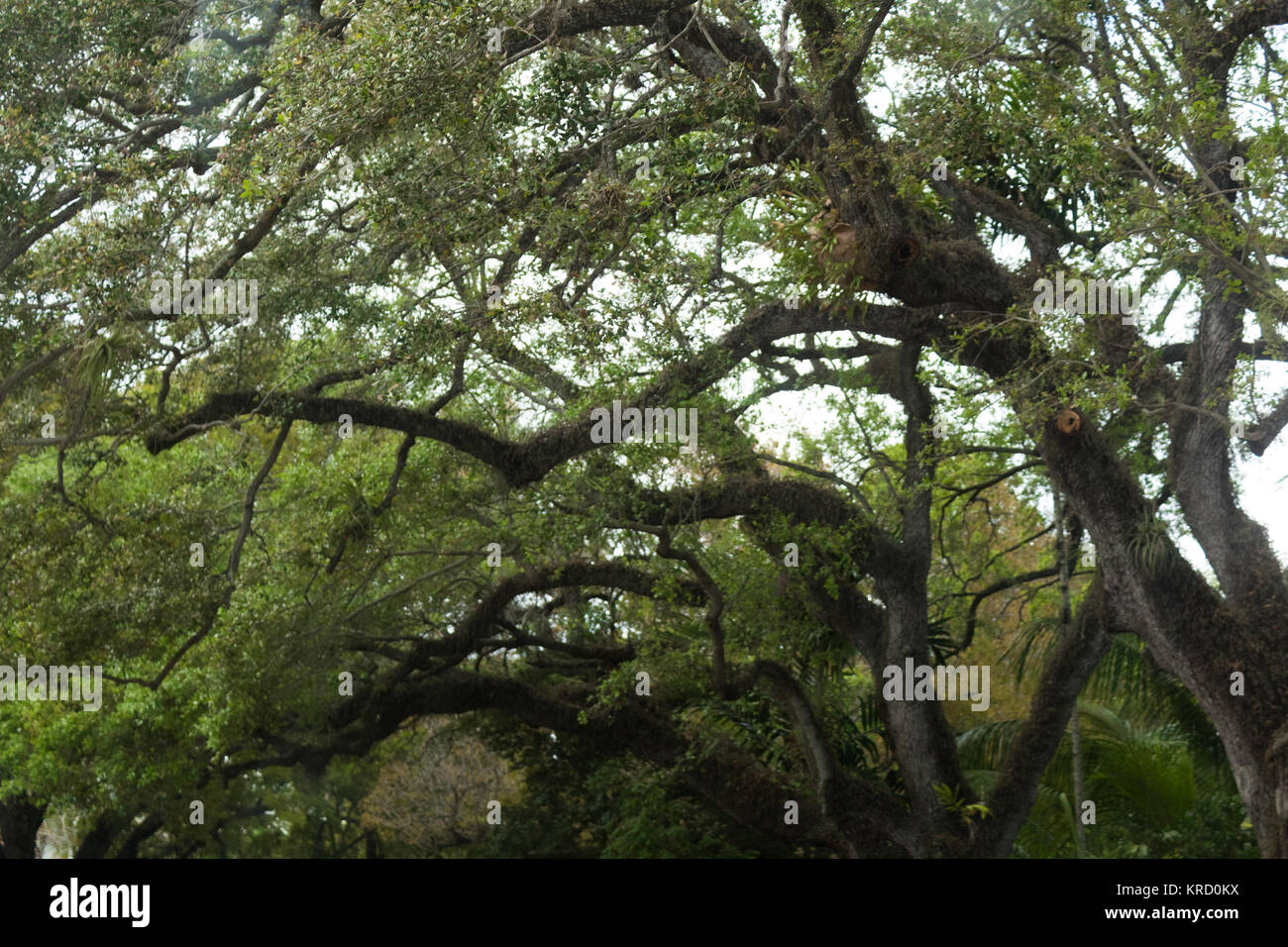 Trees reaching over Stock Photo - Alamy