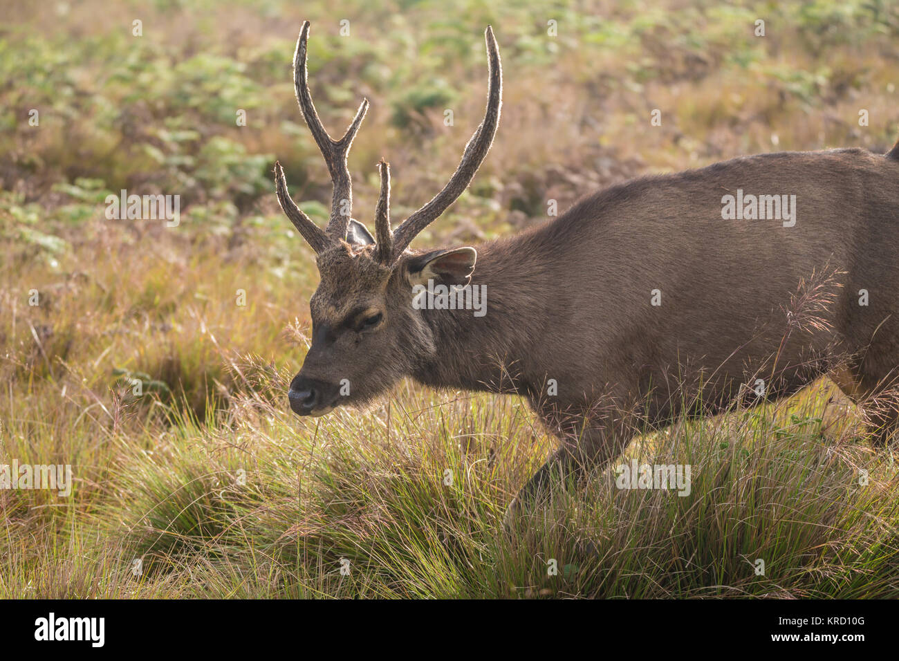 Sambar deer in wild Stock Photo - Alamy
