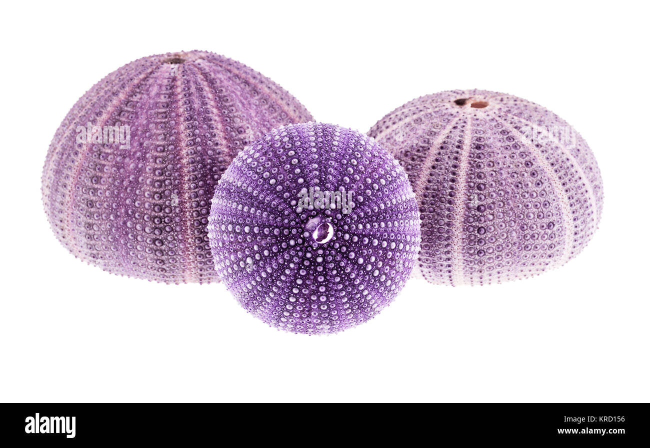 Violet sea shells of Sea Urchin isolated on white background Stock ...