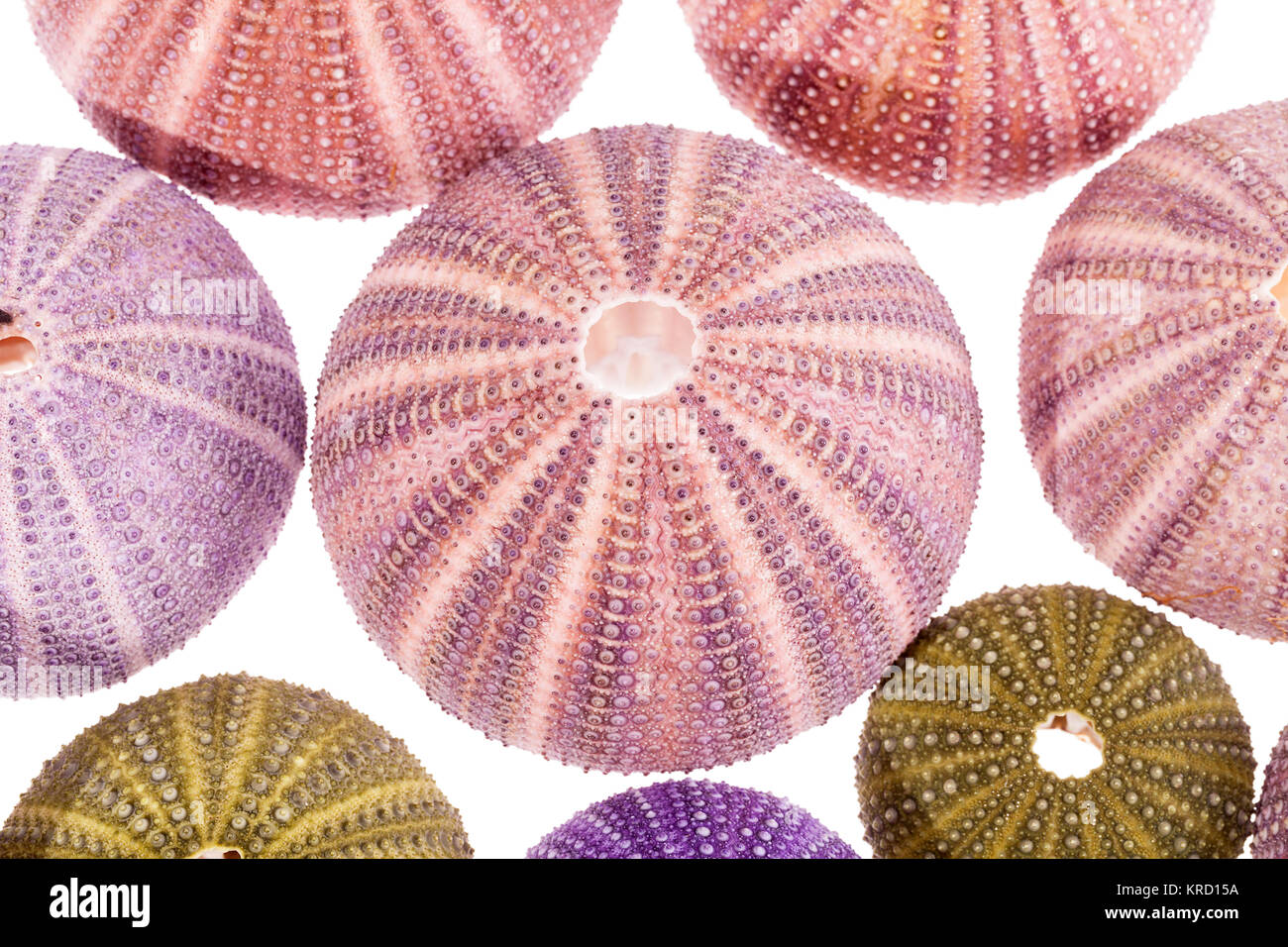 Group of sea shells of sea shells on white background Stock Photo - Alamy
