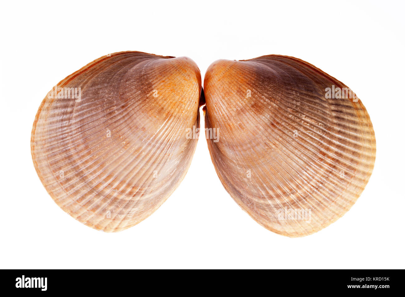 Two sea shells of mollusk isolated on white background Stock Photo - Alamy