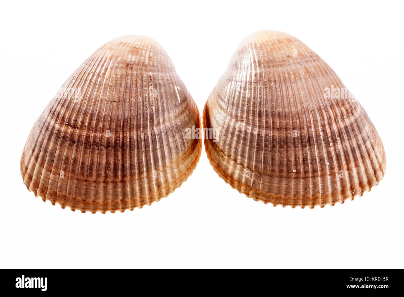Two sea shells of mollusk isolated on white background Stock Photo - Alamy