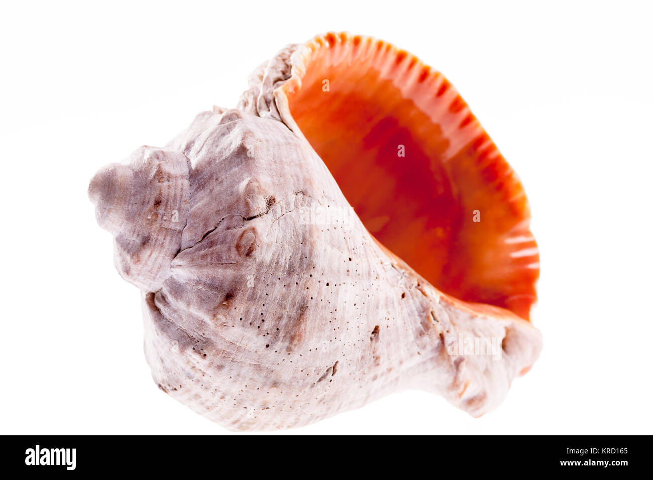 Single sea shell of marine snail isolated on white background Stock ...