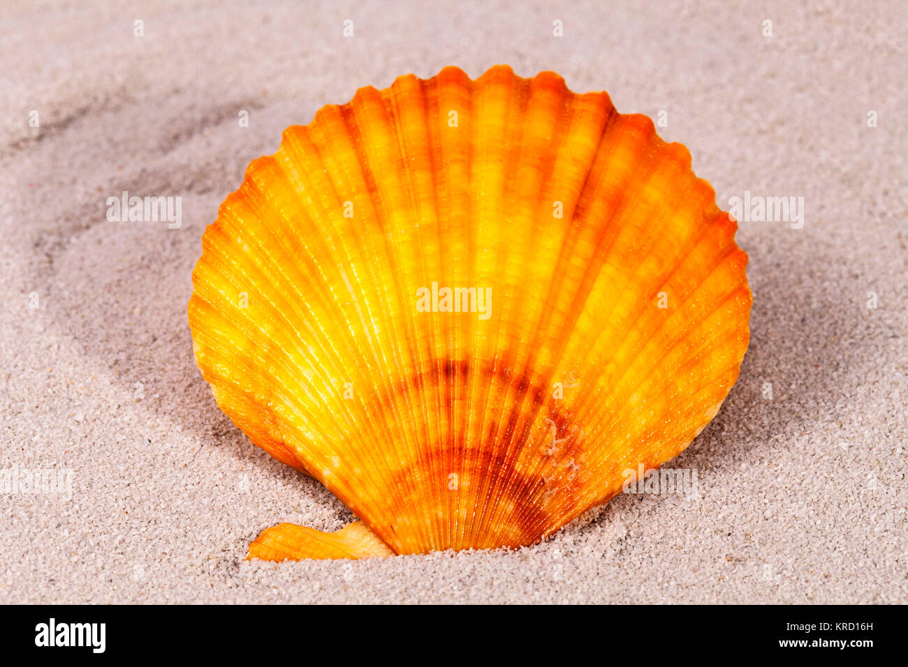 Water formation on seashell hi-res stock photography and images - Alamy