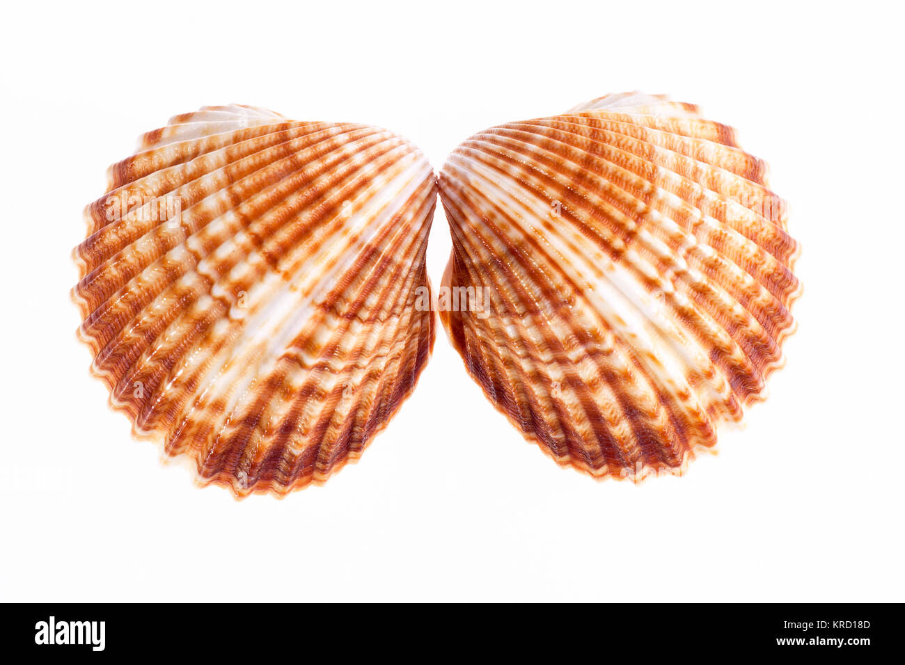 Two sea shells isolated on white background Stock Photo - Alamy