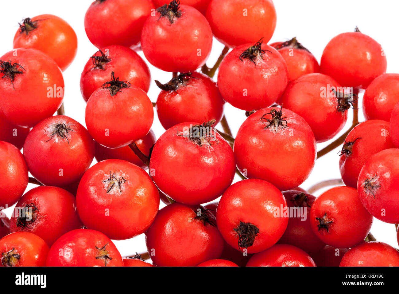 Red fruits of rowan isolated on white background Stock Photo - Alamy