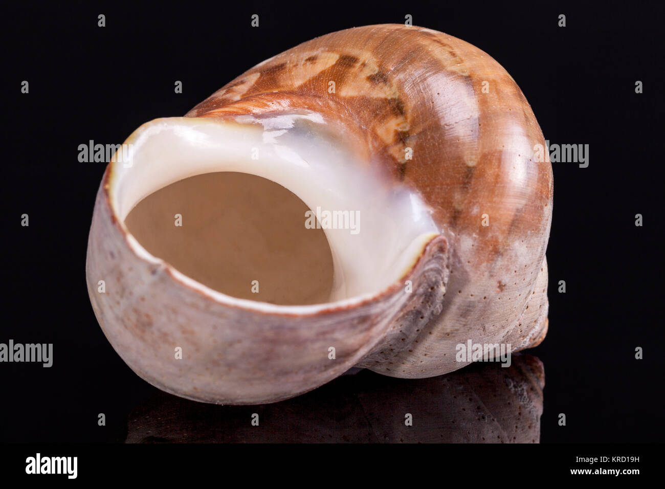 Single sea shell of marine snail isolated on black background Stock ...