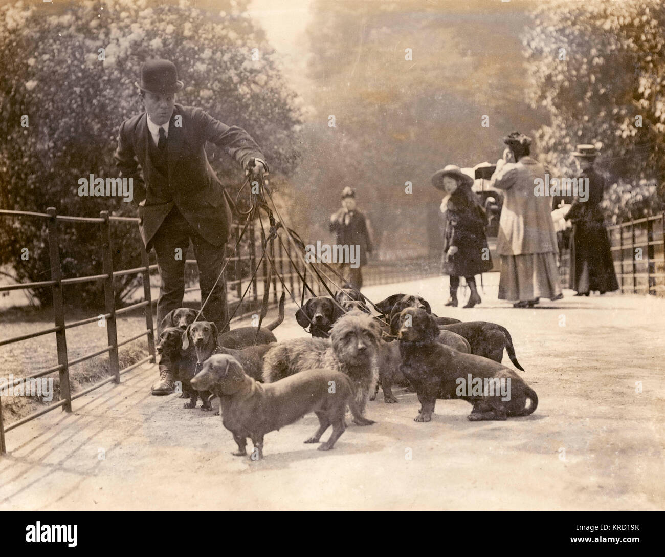 Captain Berry's dachshunds in the park Stock Photo - Alamy