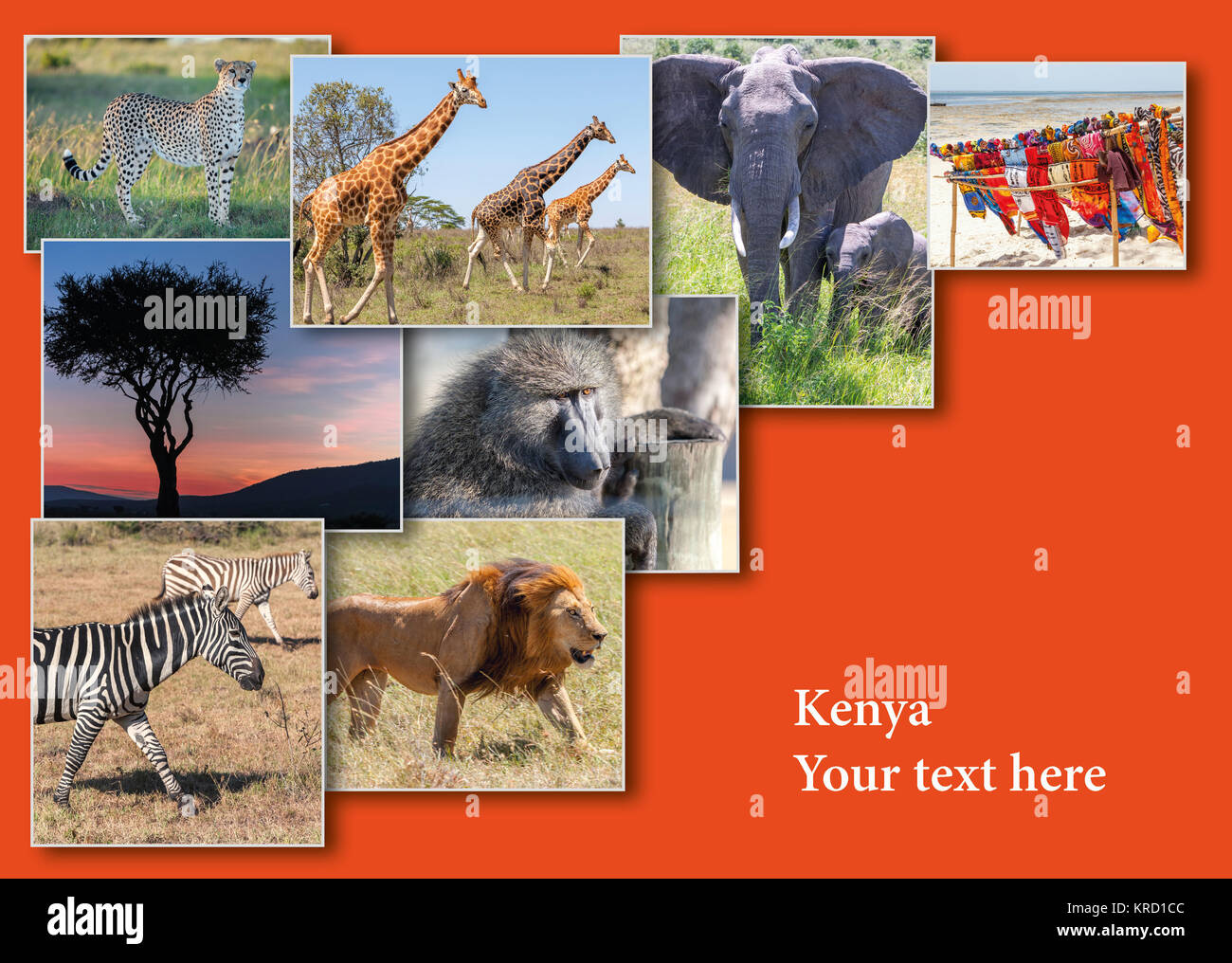 Collage from images of wildlife and beautiful sunset in the Kenya ...