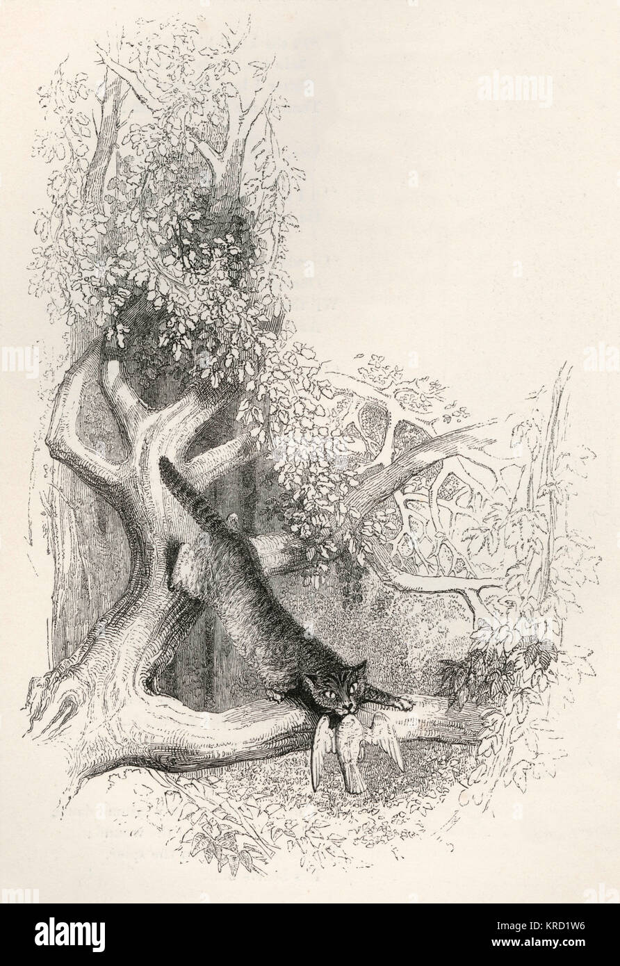 Cat hunting bird Stock Photo - Alamy