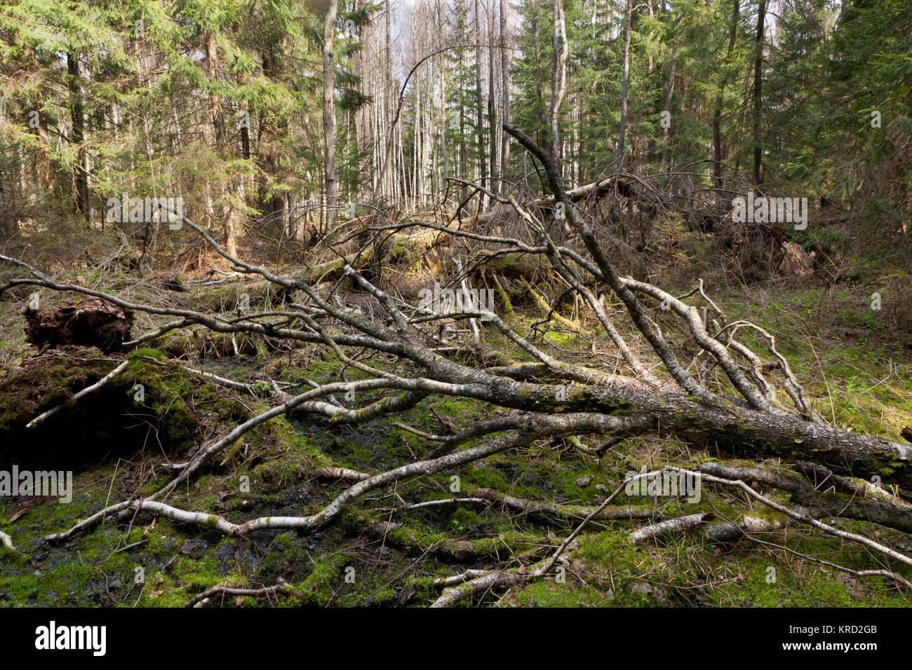 broken birch tree in spring Stock Photo - Alamy