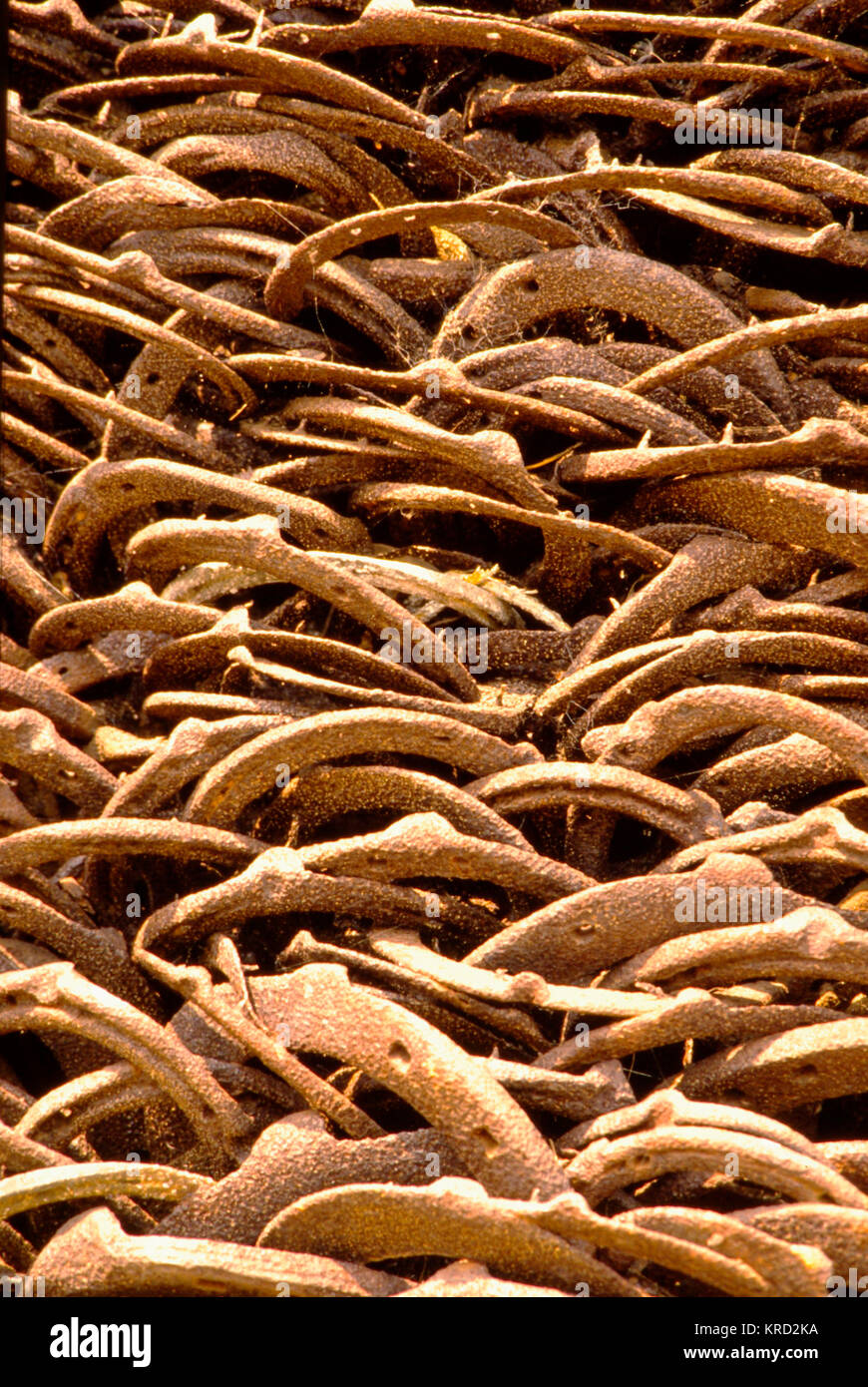 Pile horseshoes hi-res stock photography and images - Alamy