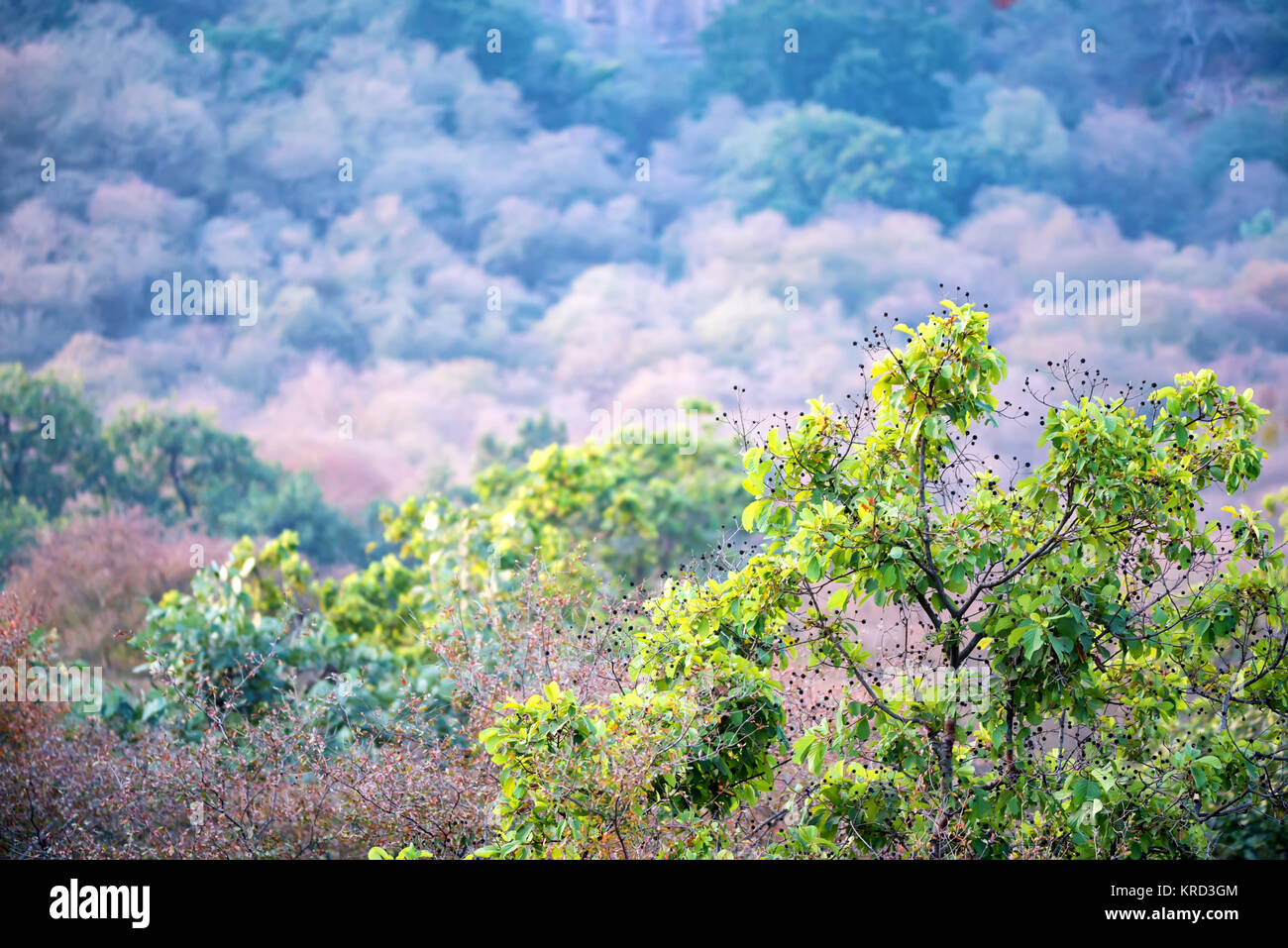 Landscape of Ranthambore, India. Forest view Stock Photo - Alamy