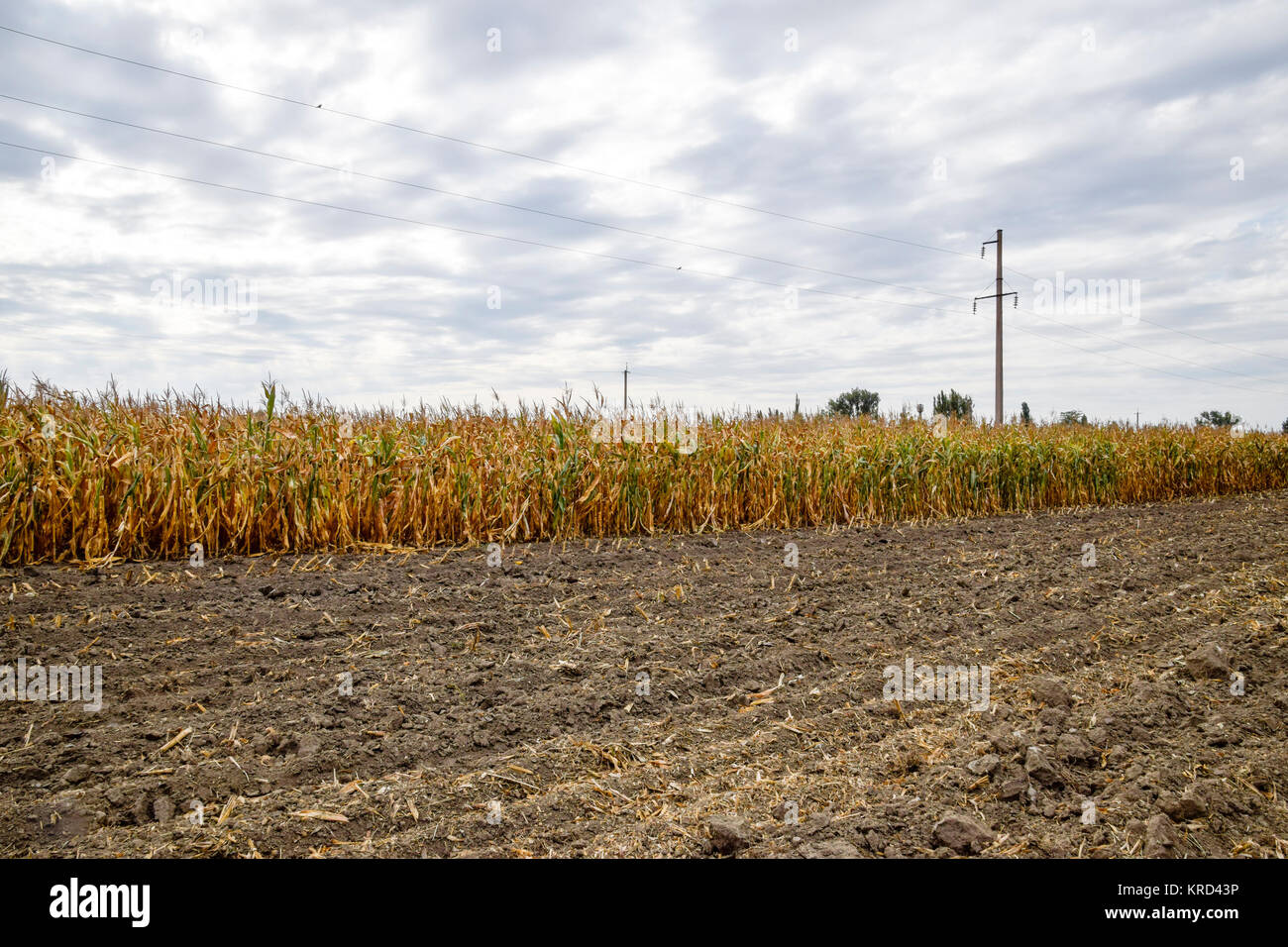 Ripened corn on the field. Almost dry stems of corn Stock Photo - Alamy