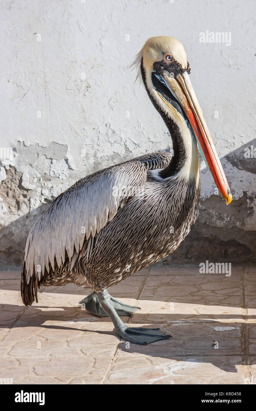 Brown peruvian pelican side portrait in Paracas, Peru Stock Photo - Alamy