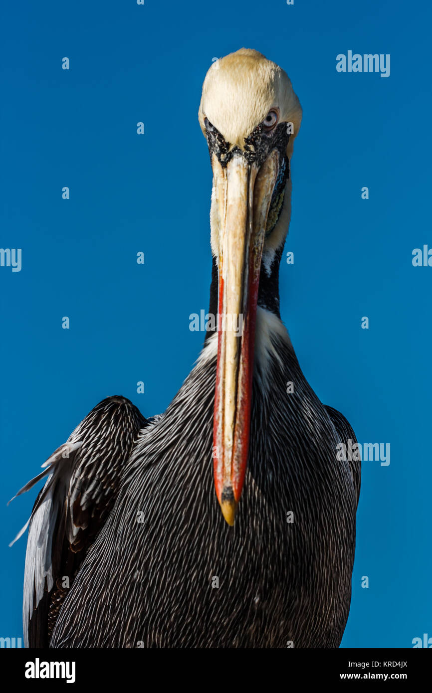 Colony at paracas reserve in peru hi-res stock photography and images ...