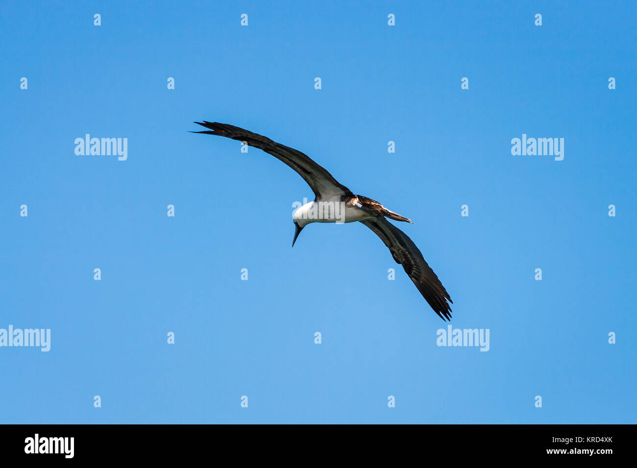 Wingspread peruvian booby (Sula variegata) flying in Paracas, Peru ...
