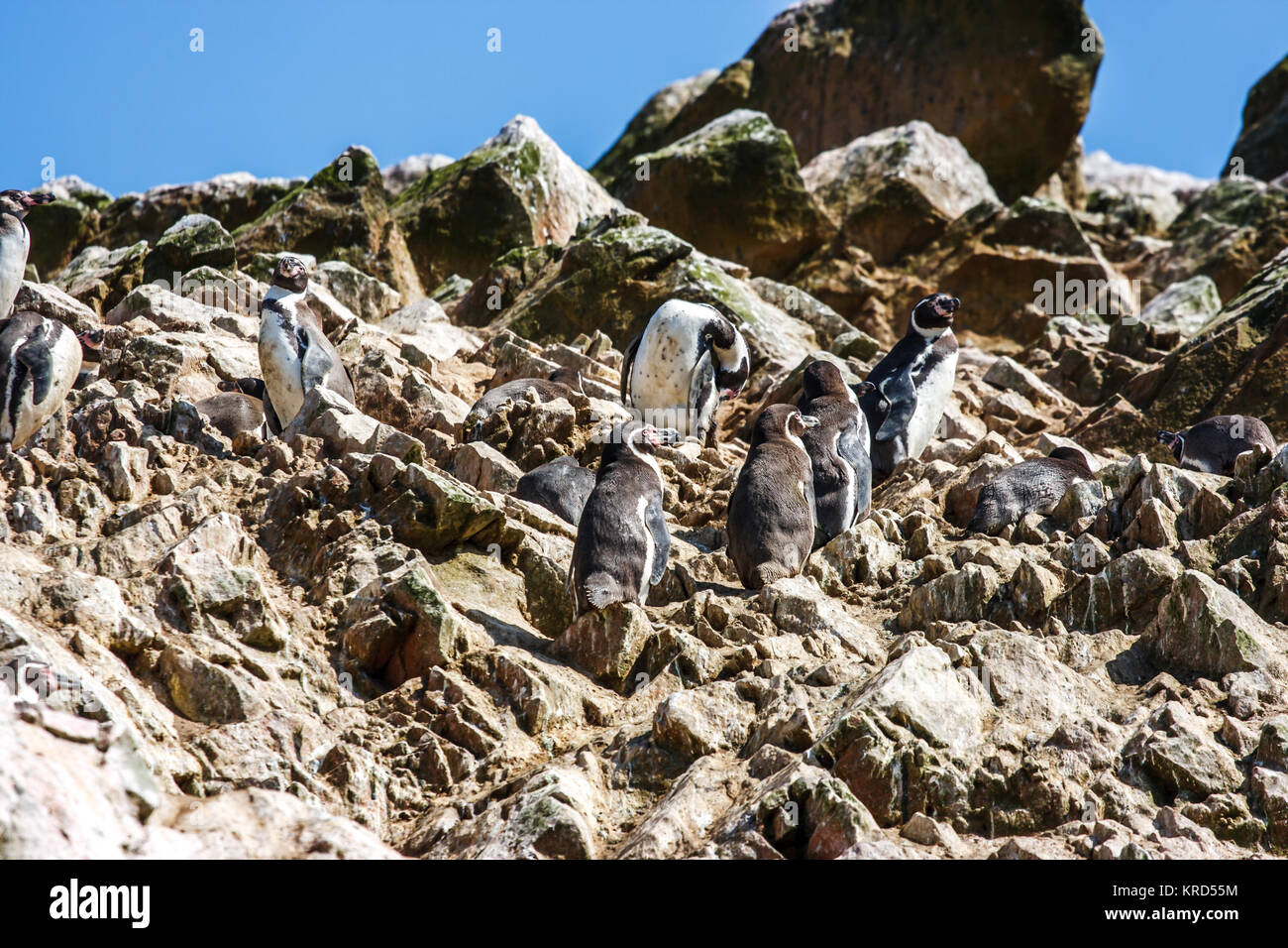 Flock of Humboldt penguins at the Islas Ballestas, Paracas Peninsula ...