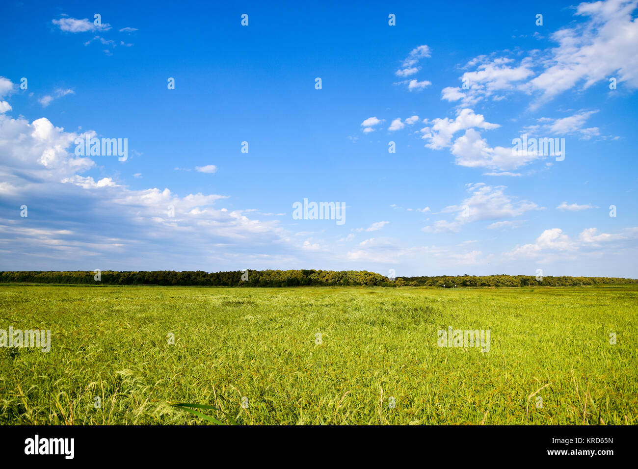Field of rice in the rice paddies Stock Photo - Alamy