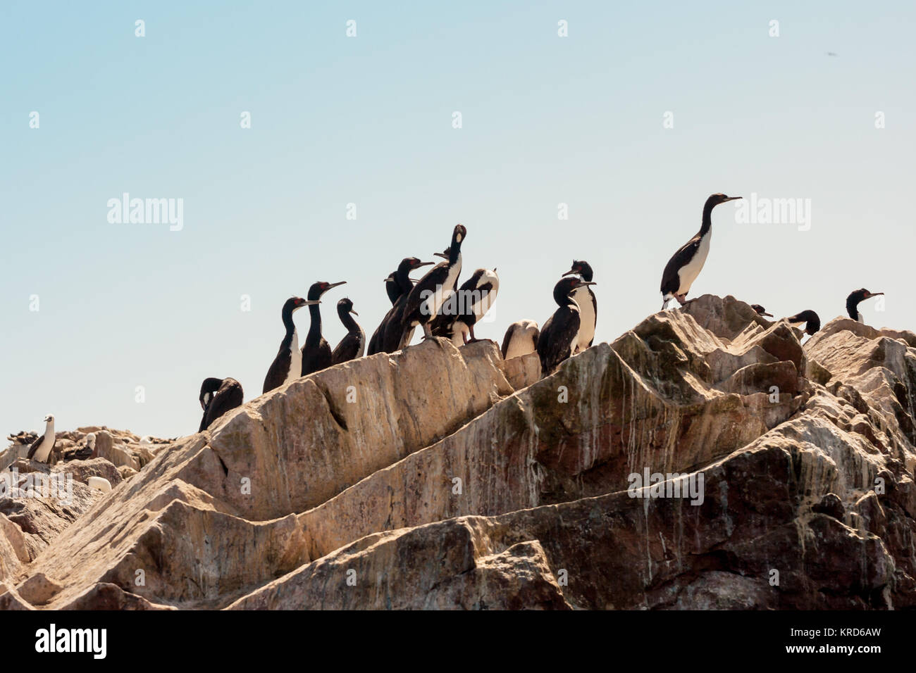 Flock of Guanay Cormorants in the Islas Ballestas, Paracas Peninsula ...