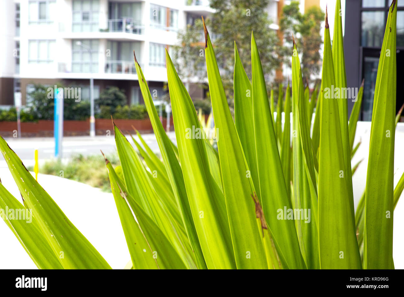 Urban ornamental plant background. Yucca plant with sharp pointy tips ...