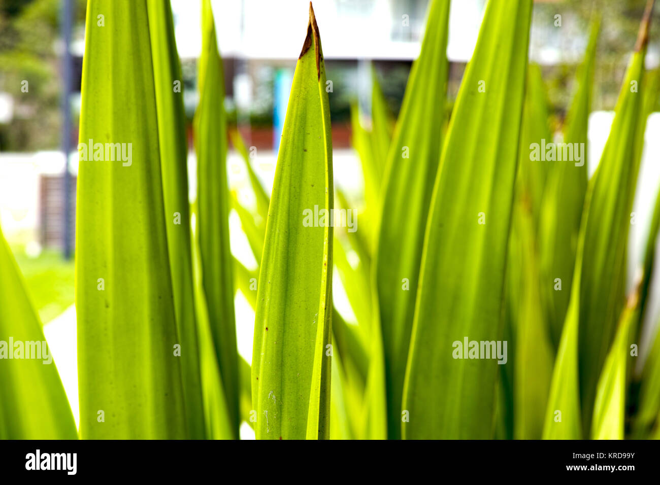 Urban ornamental plant background. Yucca plant with sharp pointy tips ...