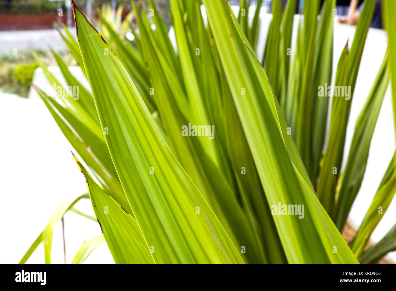 Urban ornamental plant background. Yucca plant with sharp pointy tips ...