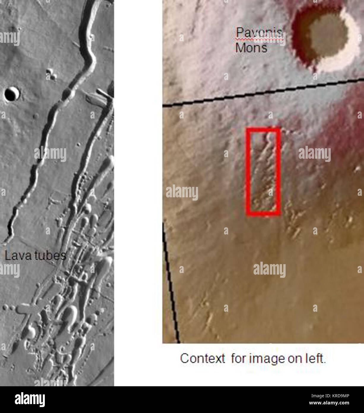 Phoenicis hi-res stock photography and images - Alamy