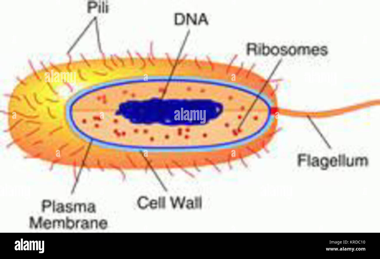 Prokaryotes hi-res stock photography and images - Alamy