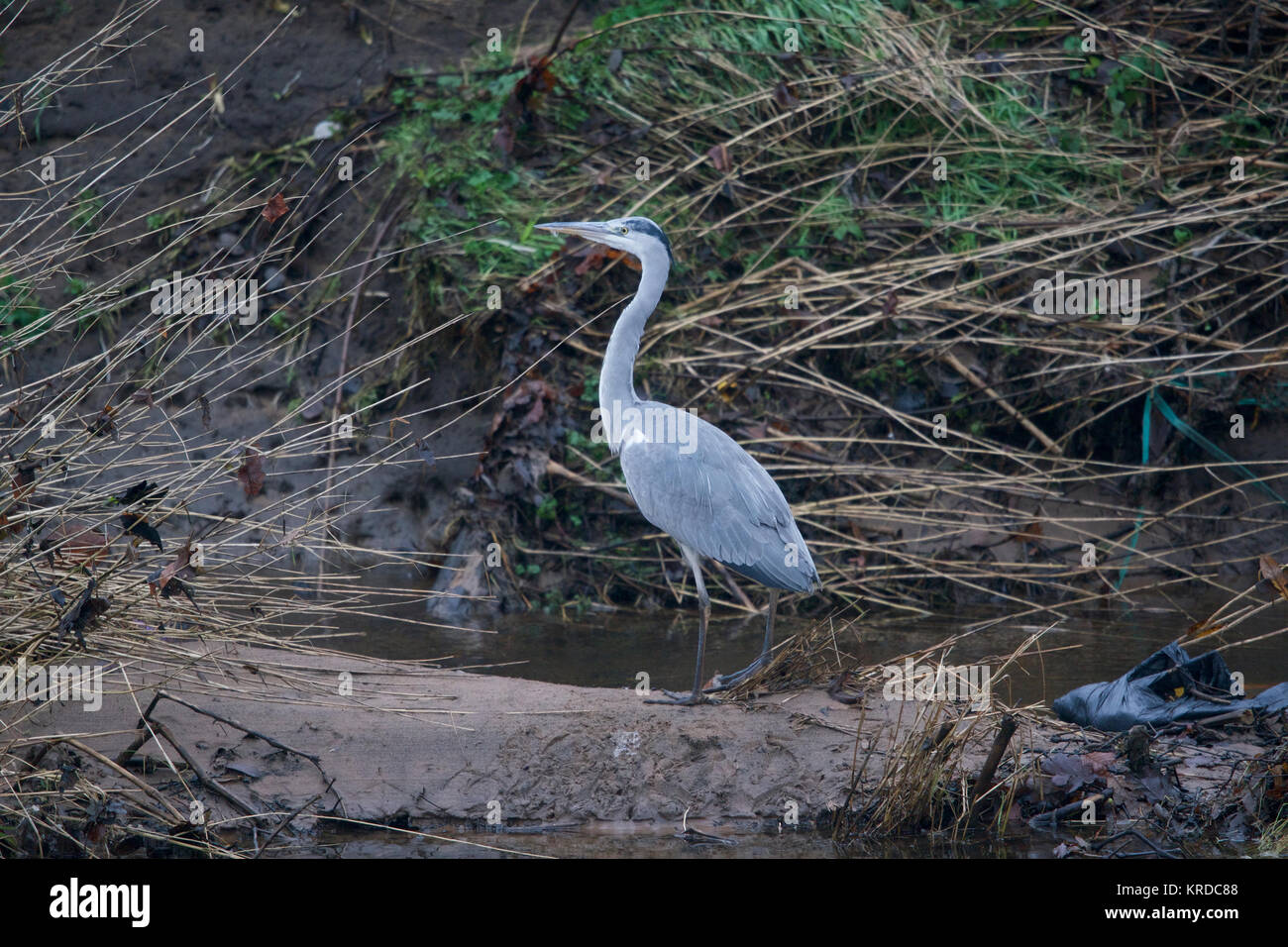 A grey heron along the River Mersey in Heaton Mersey, Stockport ...