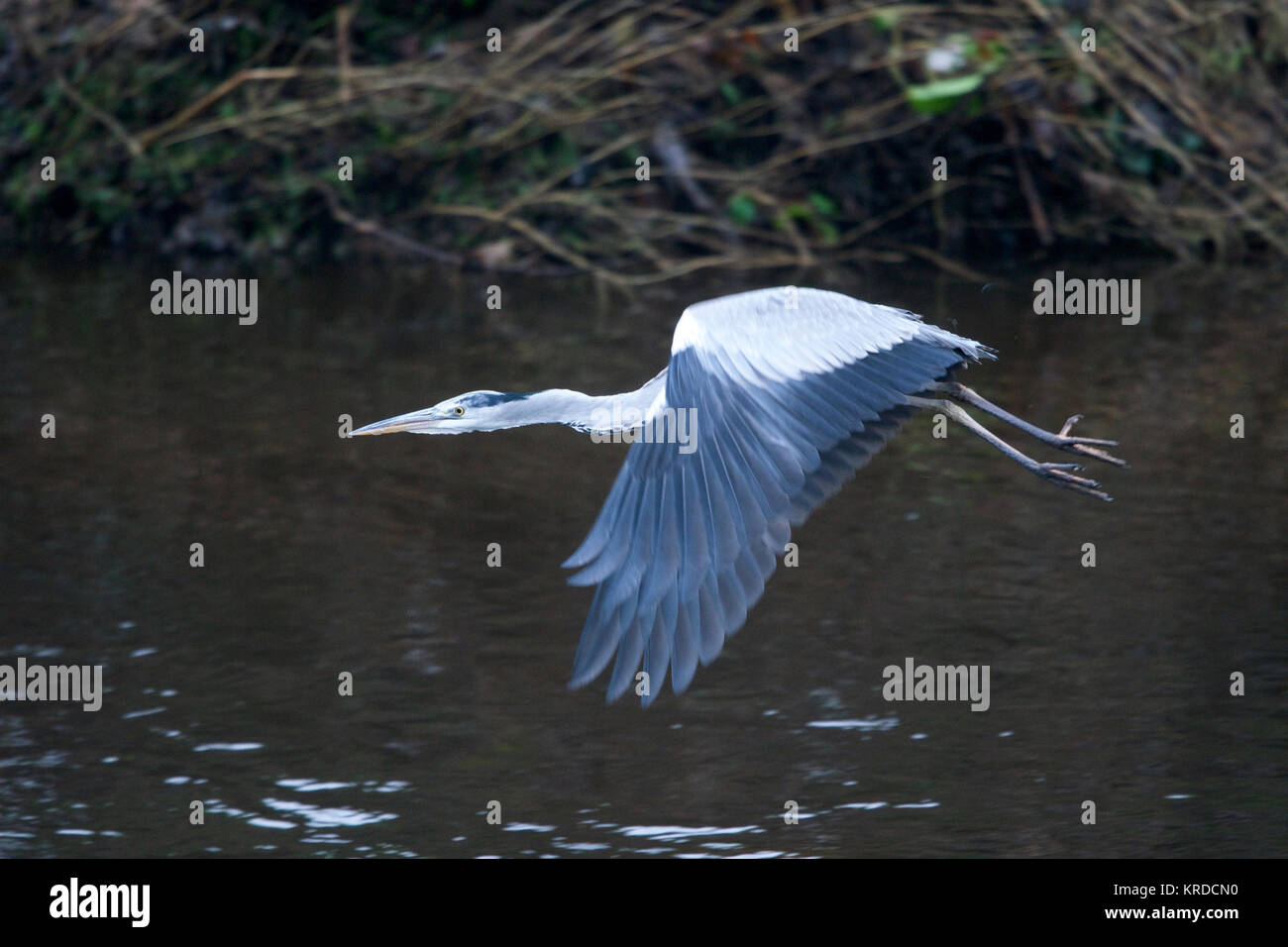 A grey heron in flight along the River Mersey in Heaton Mersey ...