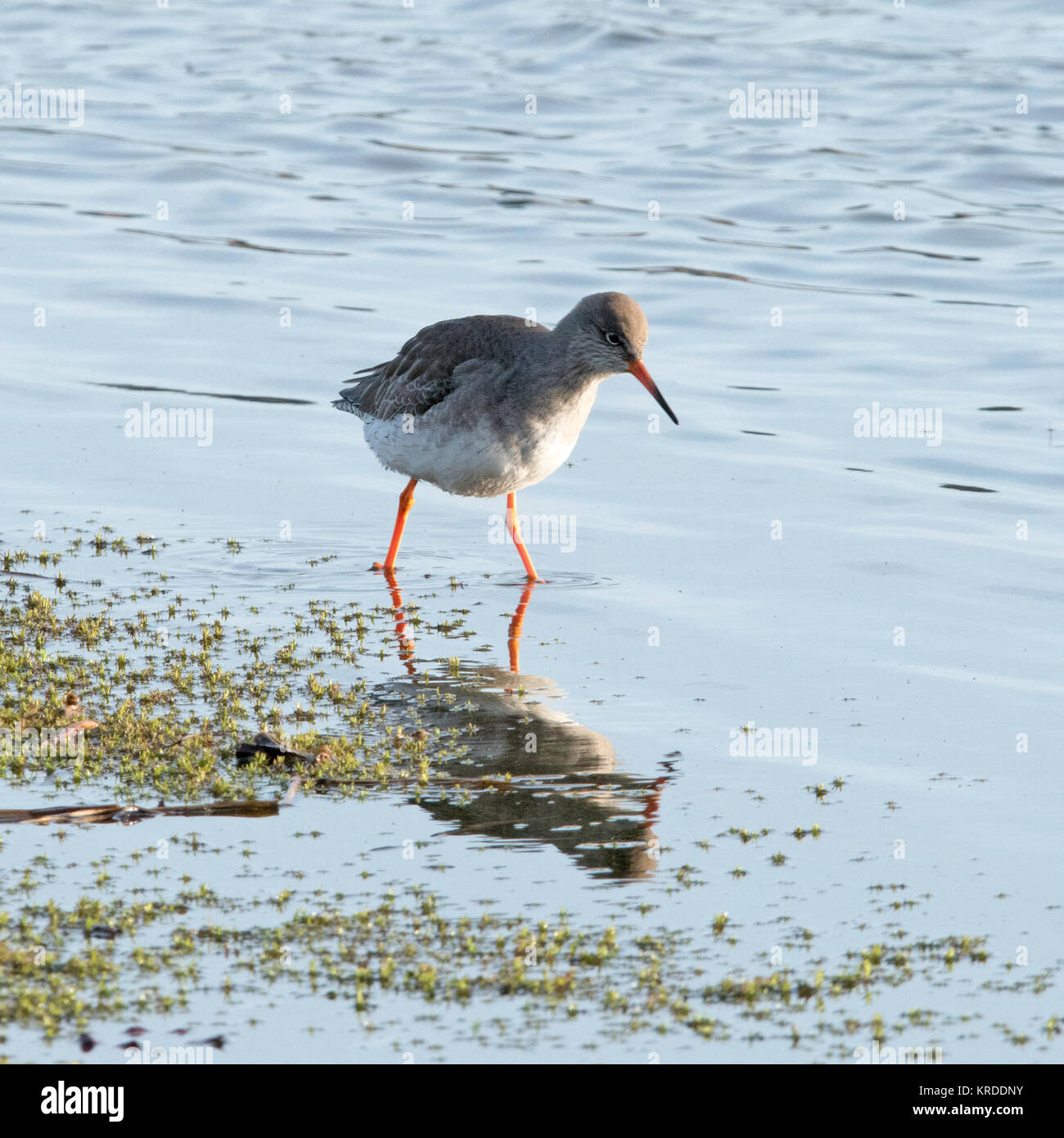 Common british wading bird hi-res stock photography and images - Alamy