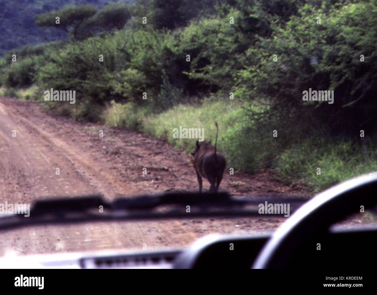 Warthog - back Stock Photo - Alamy