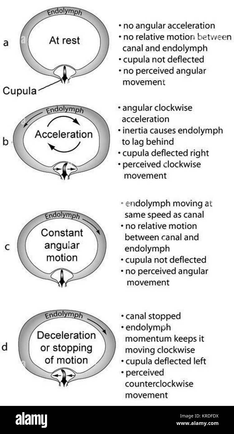 Angular acceleration in semicircular canals Stock Photo - Alamy