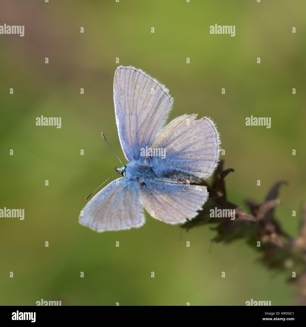 Common blue butterfly (Polyommatus icarus Stock Photo - Alamy