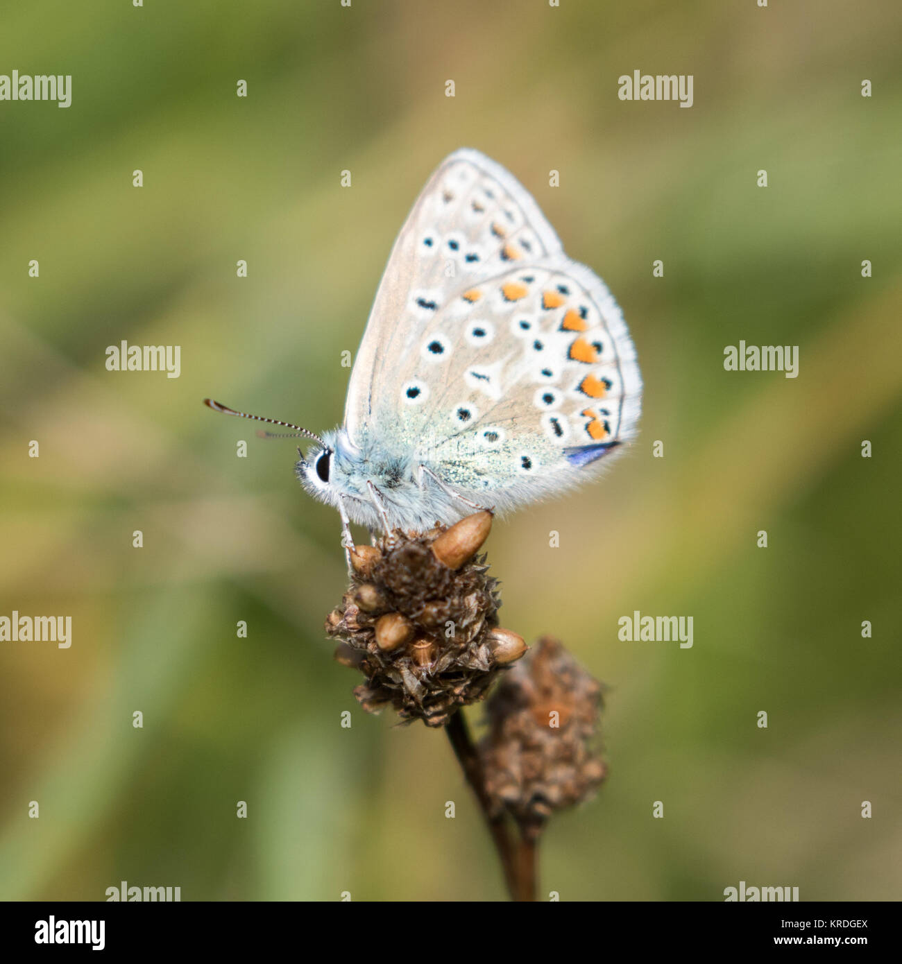 Common Blue Butterfly ( Polyommatus icarus ) Wings Closed Stock Photo ...