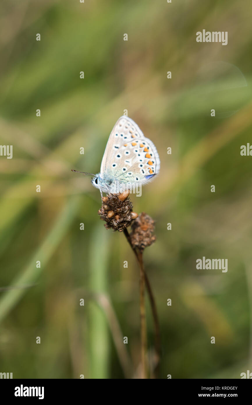 Common Blue Butterfly ( Polyommatus icarus ) Wings Closed Stock Photo ...
