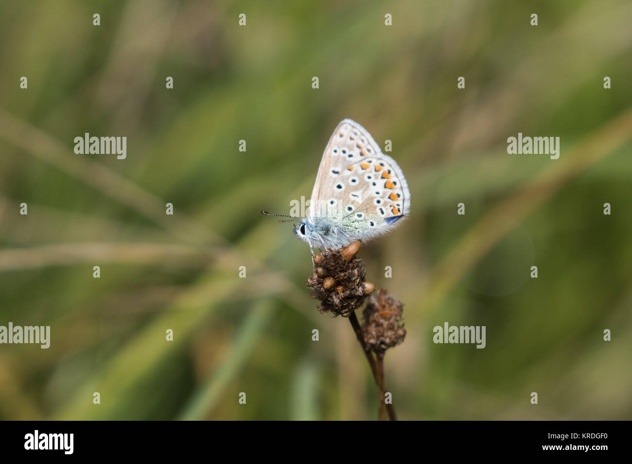 Icarus wings hi-res stock photography and images - Alamy