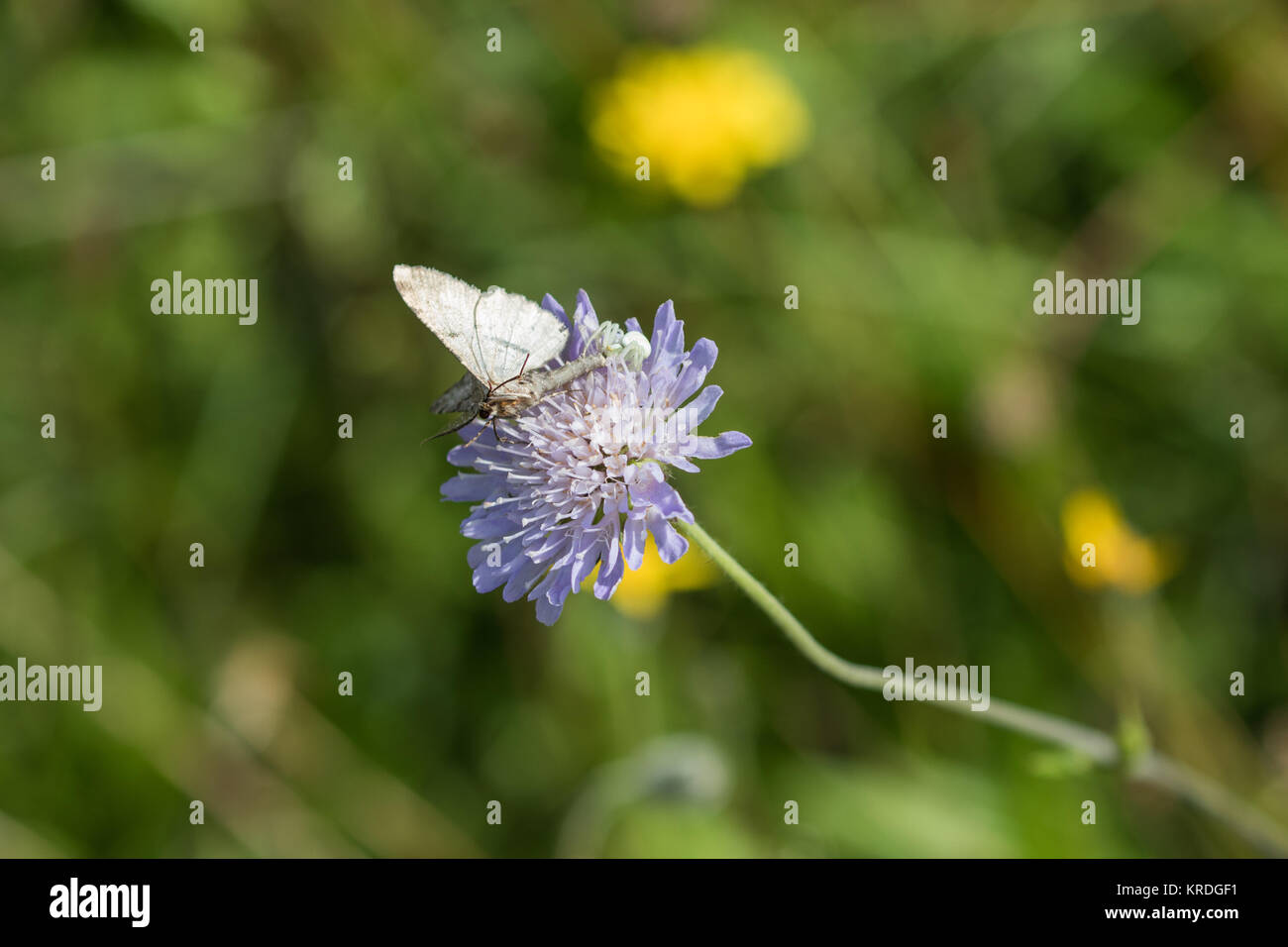 Icarus wings hi-res stock photography and images - Alamy