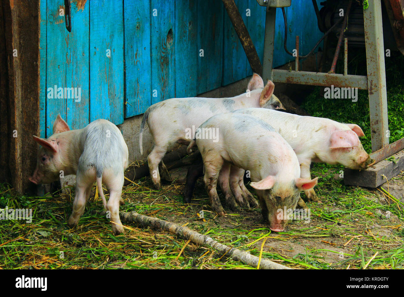 piglets on the farm Stock Photo - Alamy