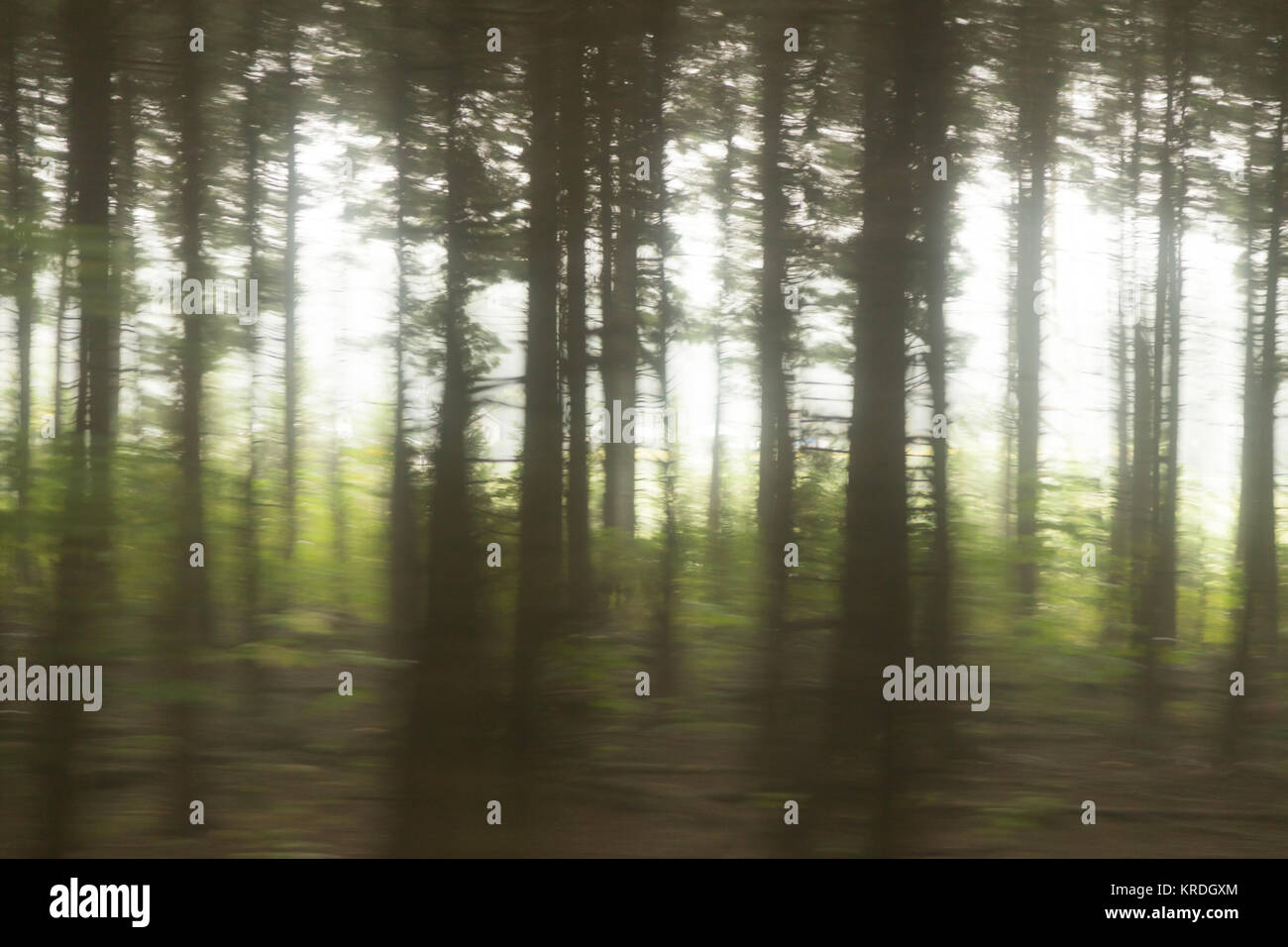 blurry forest on the train window in motion, motion blurred foliage and ...