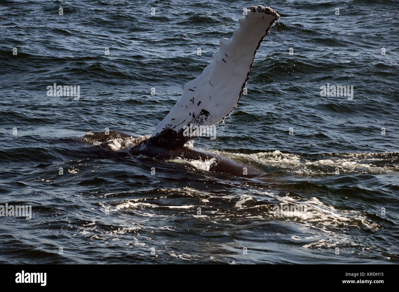 Humpback whale with fin breaching water, Stellwagen Bank National ...