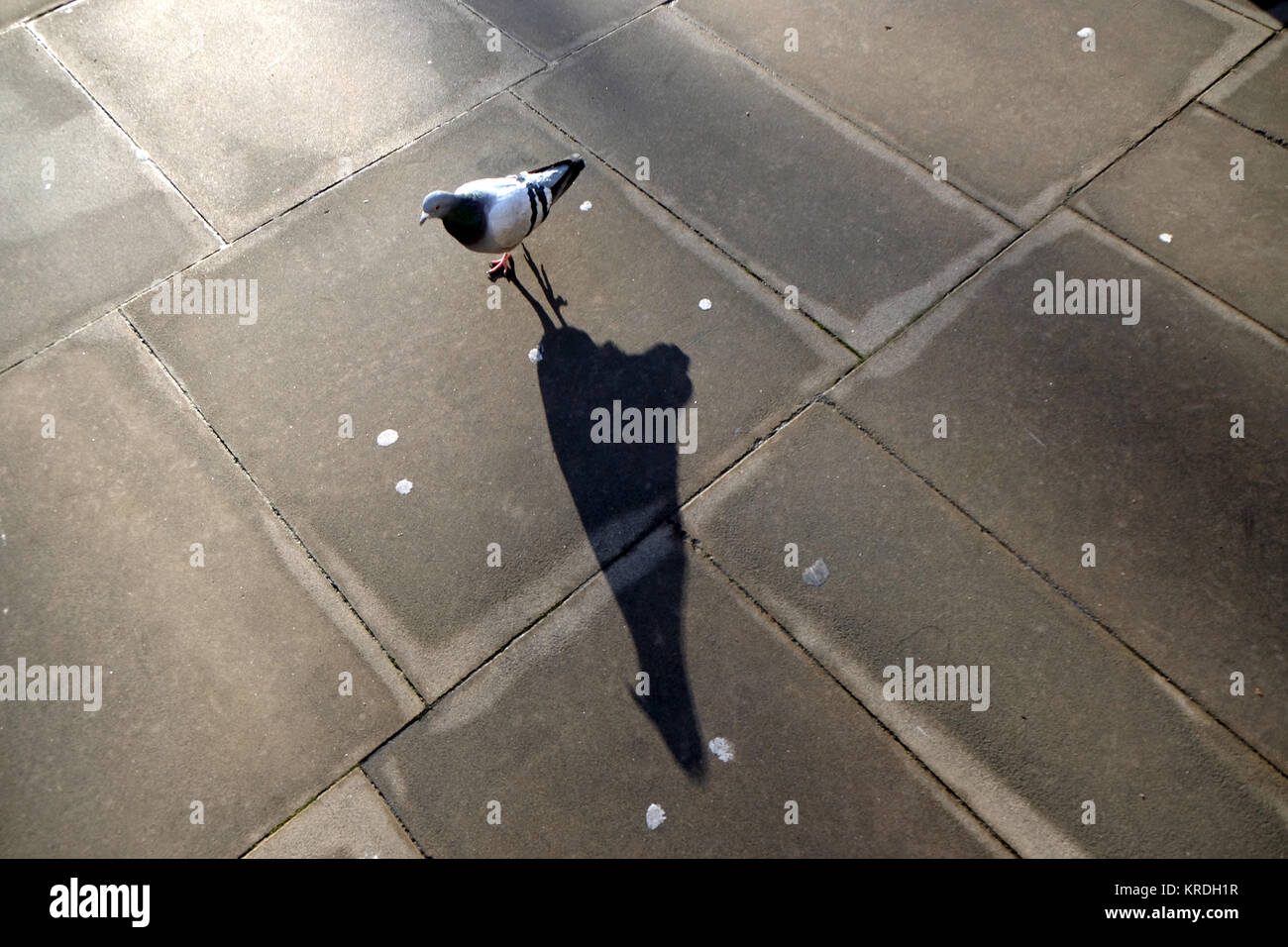 Pigeon on pavement with long shadow Pic by Gavin Rodgers/Pixel8000 Ltd ...