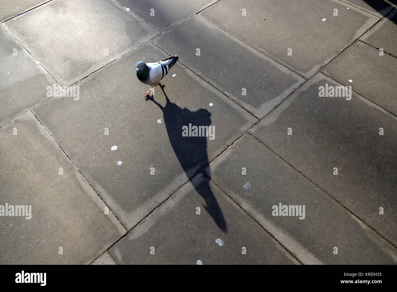 Pigeons pic hi-res stock photography and images - Alamy